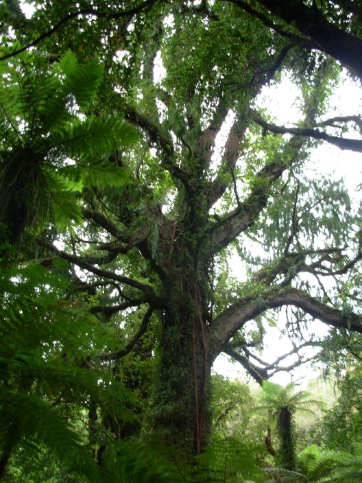 Giant ancient tree.